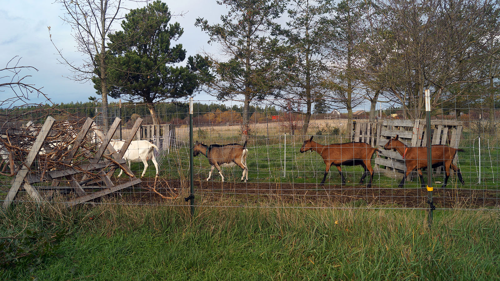 Take A Tour: Sunnyfield Farm | Friday Harbor Hotels